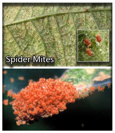 Common Cannabis Pest Identification – IncrediGrow Garden Centre