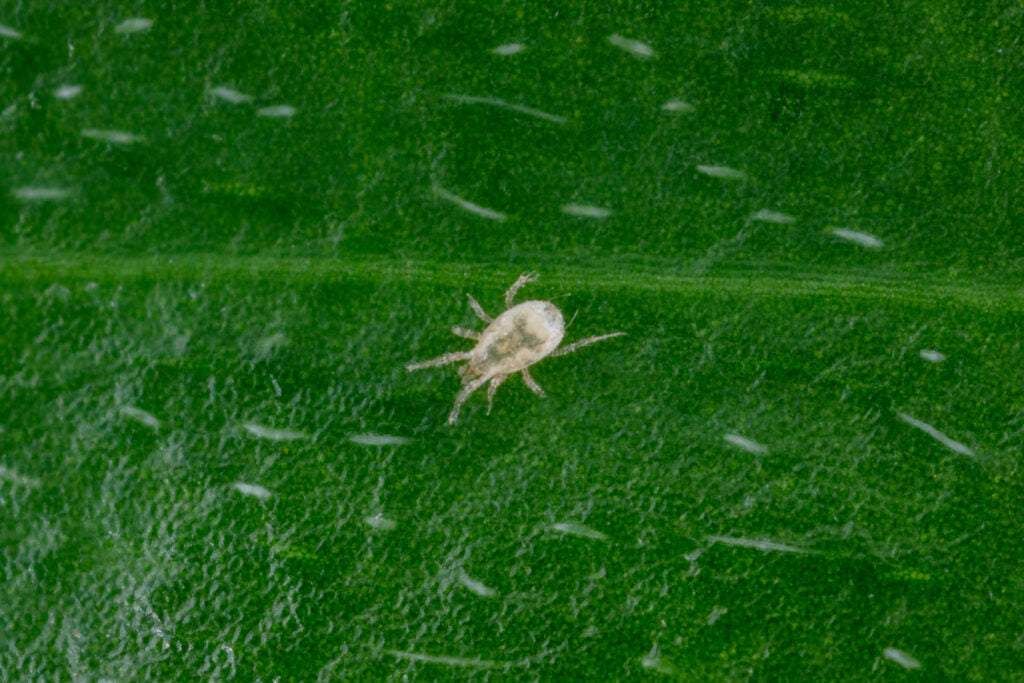 January 6: Predatory Mites - SWIRSKI - Beneficial Insects – IncrediGrow ...