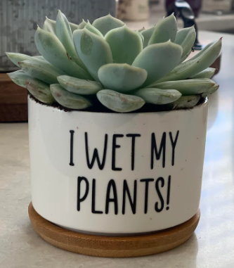Decorative Pots - Rude Funny Succulent Pot – IncrediGrow Garden Centre