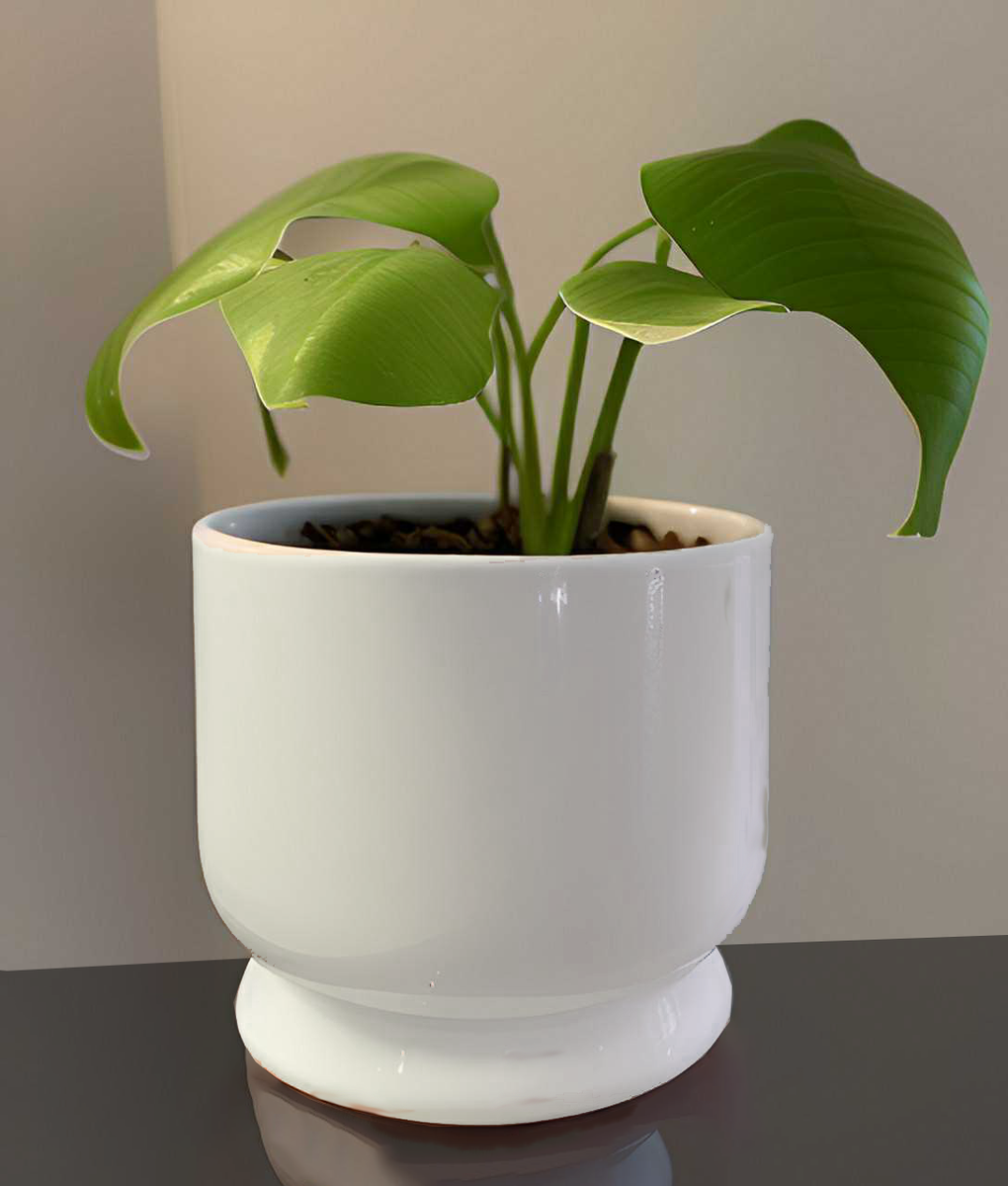 Decorative Ceramic Pots in Calgary – IncrediGrow Garden Centre