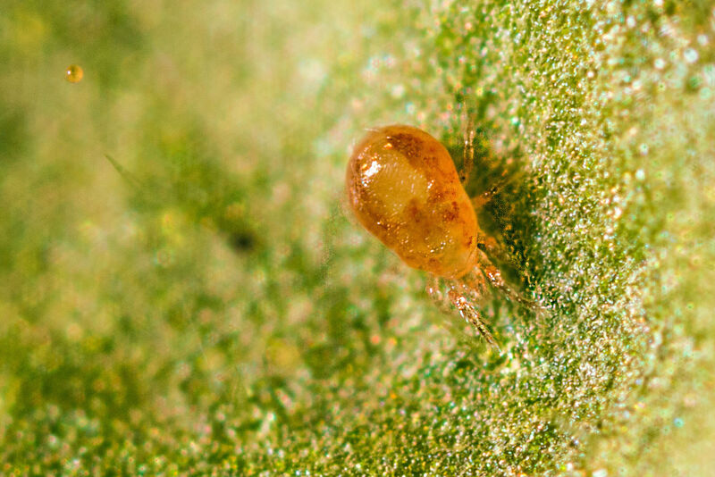 PREORDER FOR AUGUST 15th: Predatory Mites - SPICAL - Neoseiulus califo ...